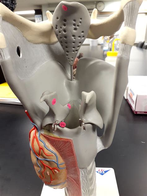 Epiglottis Anatomical Model Diagram Quizlet