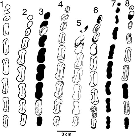 Schematic Representation And Comparisons Of The Right Upper Tooth Rows