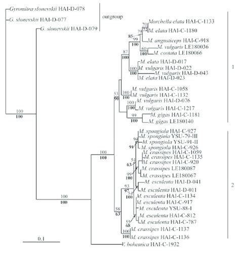 3 Phylogram Generated By Bayesian Analyses Based On Ef 1α Sequences