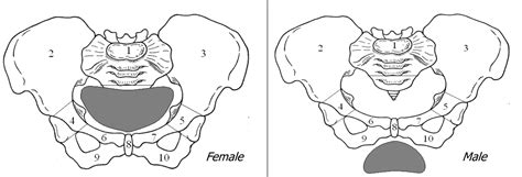 Ce4rt Shielding Tips For Radiologic Technicians