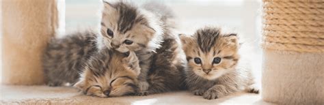 Gattini Appena Nati Cosa Fare La Guida Completa Arcamagazine