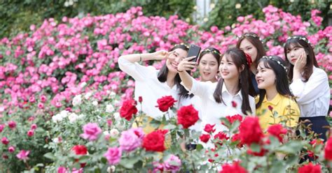 에버랜드 장미축제 계절의 여왕 5월에 꽃의 여왕 장미를 만나다