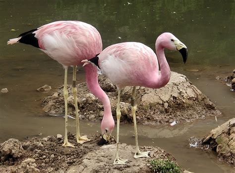Two Andean Flamingo Photo And Wallpaper All Two Andean Flamingo Pictures