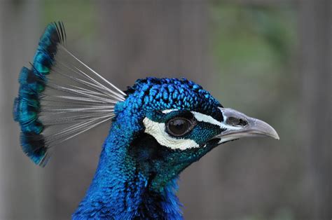 40000 Free Peacock Head And Peacock Images Pixabay