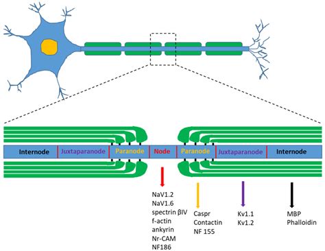 Schematic Illustration Showing The Structure Of A Myelinated Neuron And Download Scientific