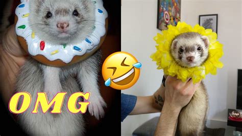 Ferrets Wearing Sweaters Meme