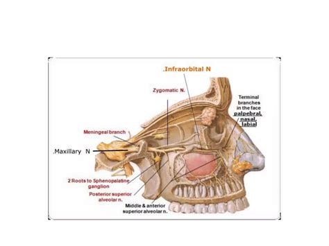 Trigeminal Nerve And Its Applied Anatomy Pptx Ear Nose And Throat Conditions Diseases And