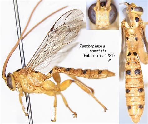 Xanthopimpla Image Database Of Parasitoid Wasps