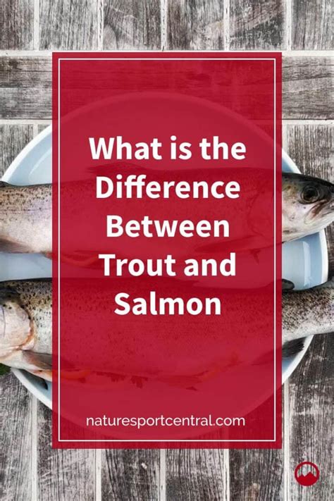 What Is The Difference Between Trout And Salmon
