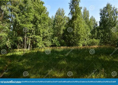 Berkenbossen Dennenbos Loofbomen En Naaldbomen Een Pad In Het Bos