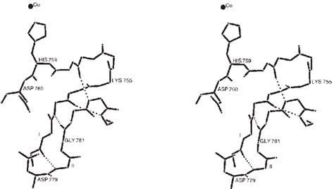 A Stereoview Of The Loops In Methionine Synthase That Connect Sheet Download Scientific Diagram