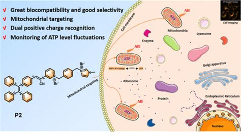 Mitochondrial Targeted Aie Active Fluorescent Probe Based On