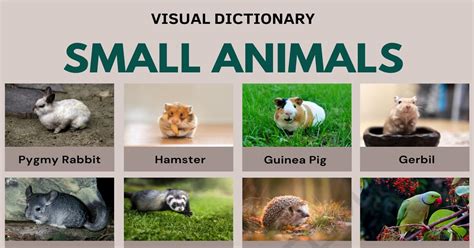 Small Animals in English | Top 25 Smallest Animals in the World • 7ESL