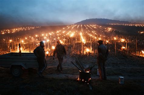 Anti Frost Candles Burn In Frances Vineyards To Save Buds Flowers
