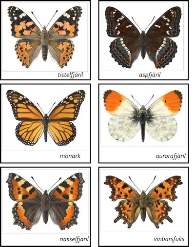 Montessorimaterial