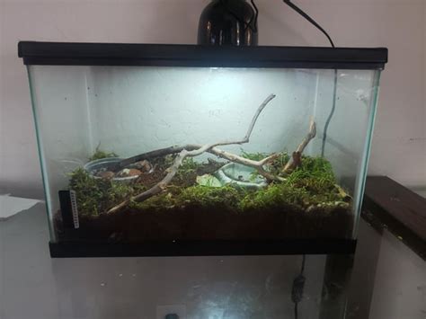 Is It Possible To Feed Toadlets Too Much R Frogs