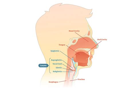 The Essential Guide To Understanding Vocal Resonance Vocalist