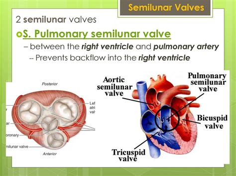 The Heart Ppt Download