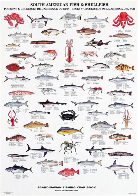 Edible Fish Everything You Need To Know About Them