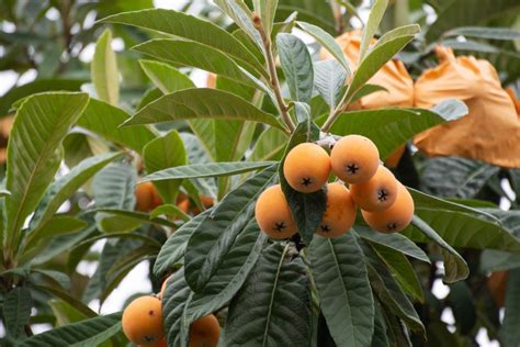 Loquat Fruit And Everything You Need To Know
