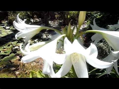 Кринум Пауэлла, Crinum Powellii Album, луковичные растения, Finca El ...