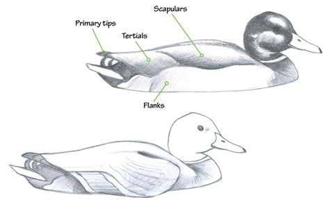 How Waterfowl Hide Their Wings Birdwatching Magazine