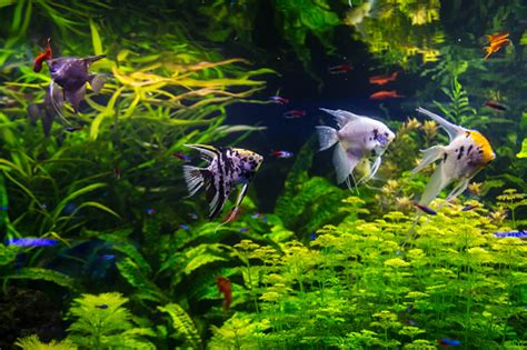 푸른 물에 산호와 조류와 열 대 물고기 수 중 세계의 아름 다운 배경 0명에 대한 스톡 사진 및 기타 이미지 0명 깊은 나비고기 Istock