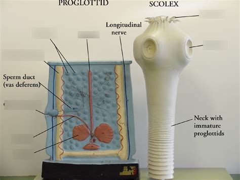 Tapeworm Model Diagram Quizlet