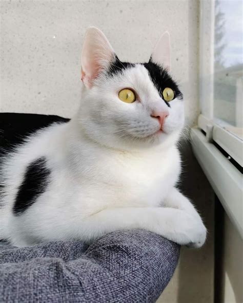 Pin Van Ansa Paatti Op Fauna Nisäkkäitä