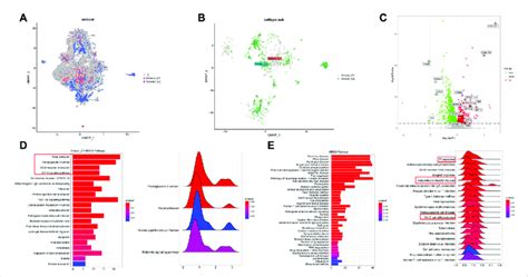 Characterization Of Two Groups Of Scissor Epithelial Cells Ab The