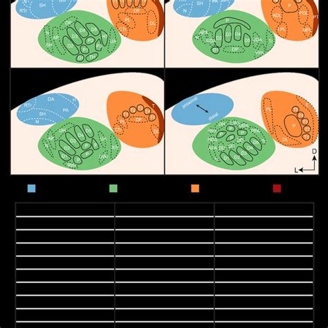 The Dorsal Column Nuclei Complex Projections To The Tectum Pretectum Download Scientific