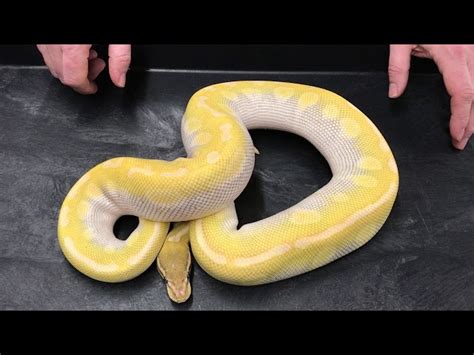 Blue Ball Python Morphs
