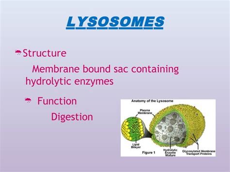 Sturcture Of Prokaryotic And Eukaryotic Cells Cell Division Mitosis