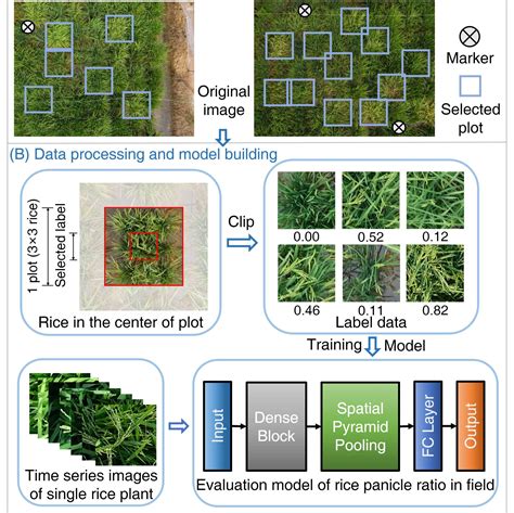 Panicle Ratio Network A High Throughput Dynamic Phenotype Recognition Model Based On Ultra High