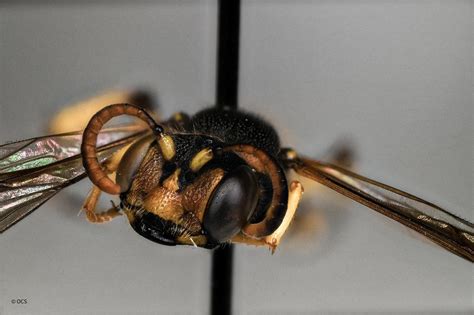 Here Are Some Macros I Took Hope You Enjoy Them Oc Rentomology