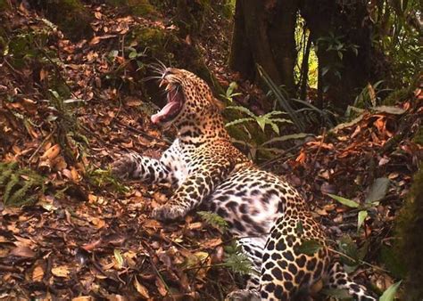 Javan Leopard Alchetron The Free Social Encyclopedia