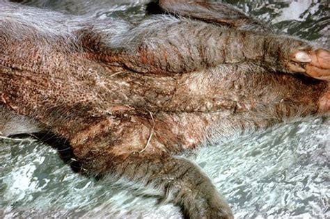 Imagelesiones De Paraqueratosis Cerdo Manual De Veterinaria De Msd
