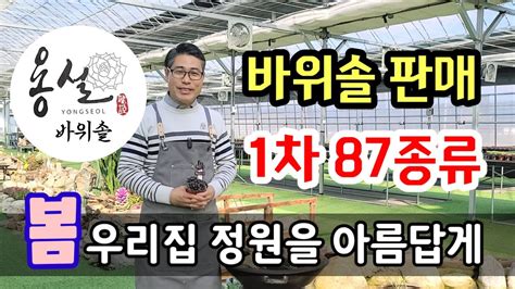 용설바위솔 판매 봄 바위솔종류 여기를눌러 더보하시면 단가표가 나옵니다 Youtube