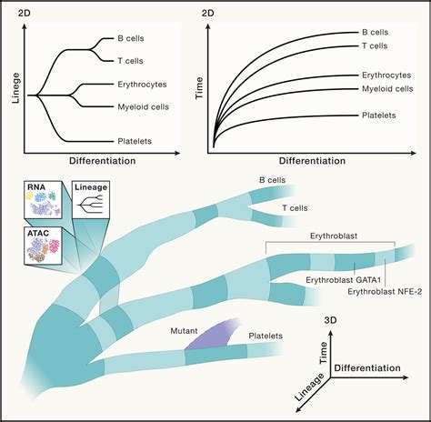 A Reference Cell Tree Will Serve Science Better Than A Reference Cell