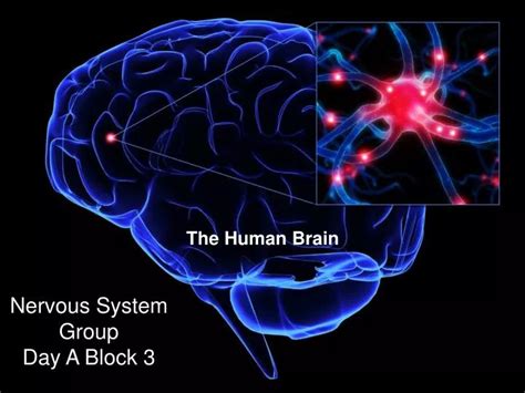 Ppt The Human Brain Powerpoint Presentation Free Download Id 2161841