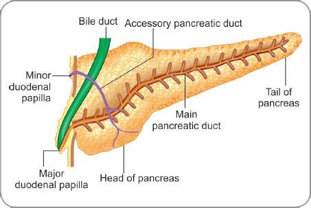 Accessory Pancreatic Duct Function