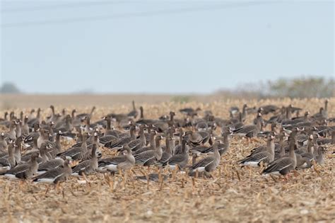 9️⃣7️⃣ вида птици с обща численост от 2️⃣8️⃣0️⃣ 9️⃣5️⃣6️⃣ индивида 📣