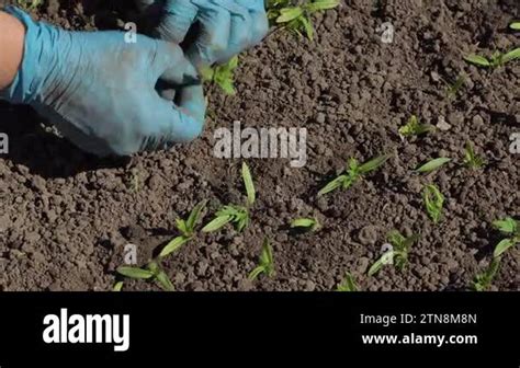 Training Of Tomato Plants Stock Videos And Footage Hd And 4k Video