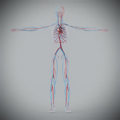 3d Human Male Circulatory Anatomy Download And Buy 3d Profestionnal Models On