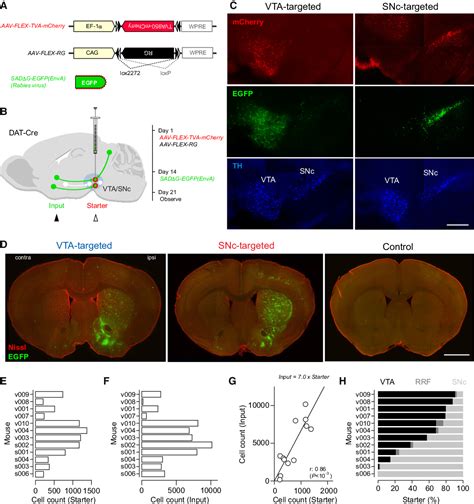 Figure 1 From Whole Brain Mapping Of Direct Inputs To Midbrain Dopamine