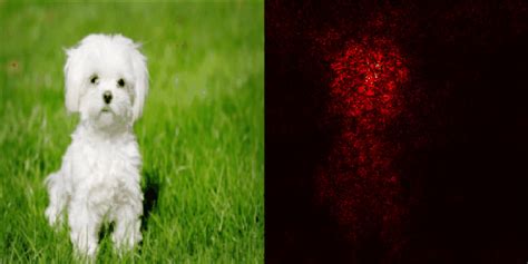Visualizing Neural Networks Using Saliency Maps In Pytorch By Aditya