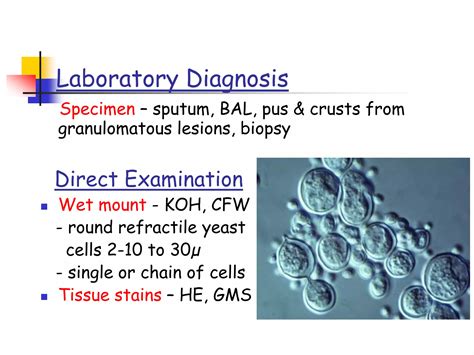Systemic Mycosis Ppt