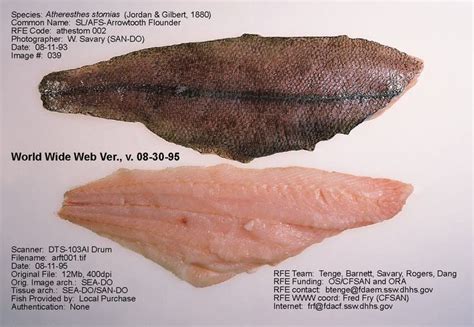 Arrowtooth Flounder Alchetron The Free Social Encyclopedia