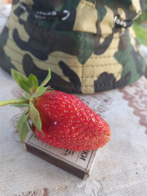 Рассада клубники