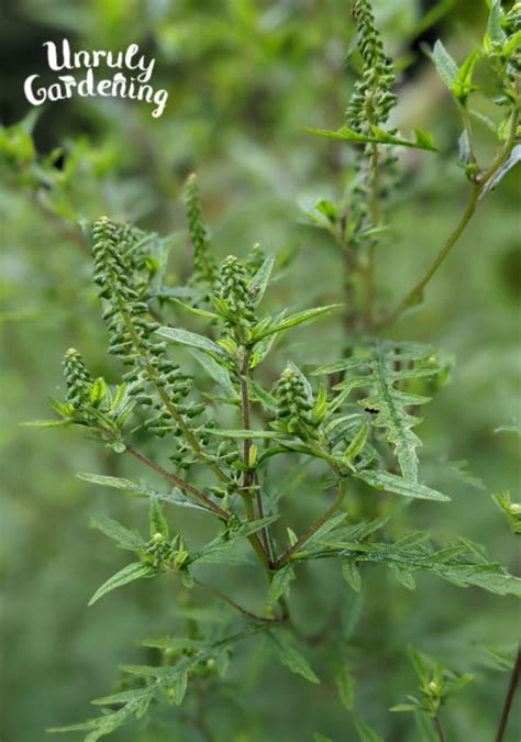 Ragweed Vs Goldenrod The Differences Unruly Gardening